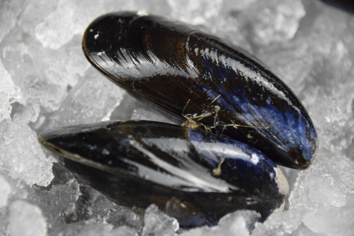 Irish Whole Shell Mussels (1kg) | Seafood By Sykes