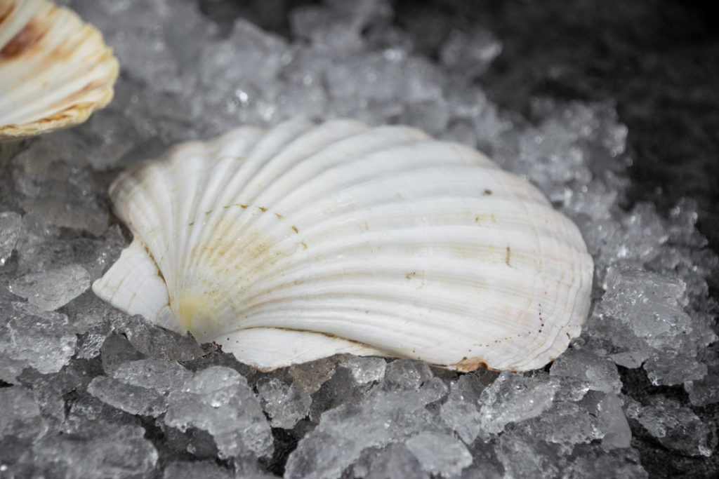 Scallop Shell Pack x4 | Seafood By Sykes